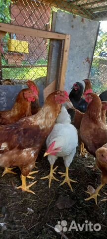 Молодые петушки