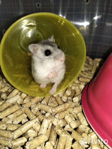 Джунгарский хомяк