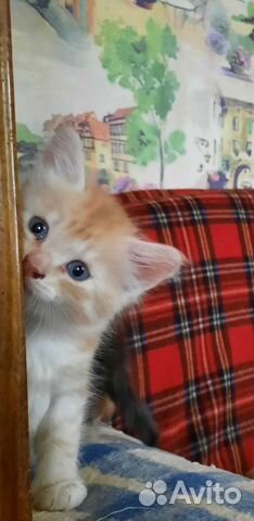 Котёнок