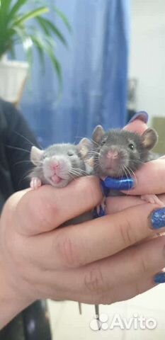 Крыски Дамбо