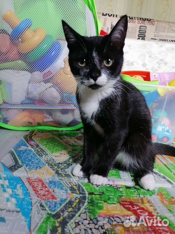 Красивый котёнок кот в добрые руки