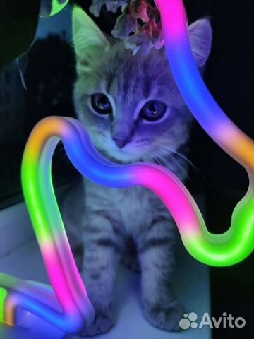 Отдается котёнок мальчик в добрые руки