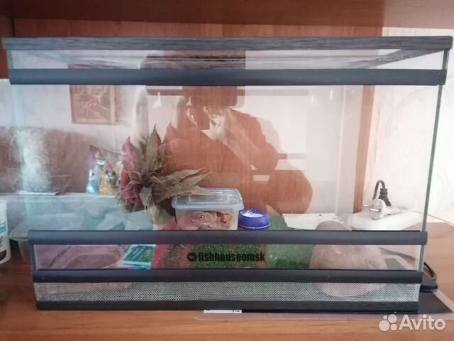 Геккон эублефар