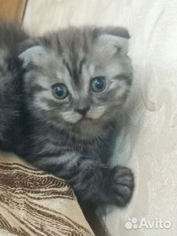 Британка вислоухая кошка