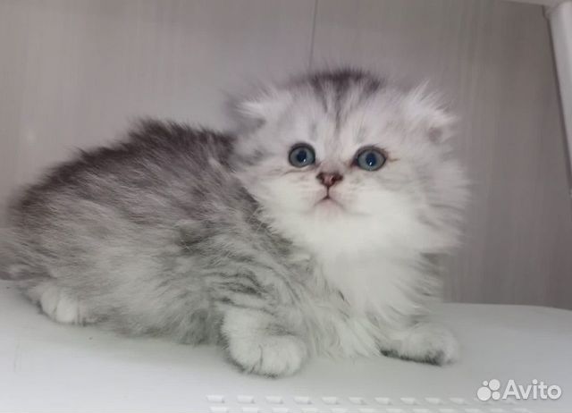Шотландские котятки