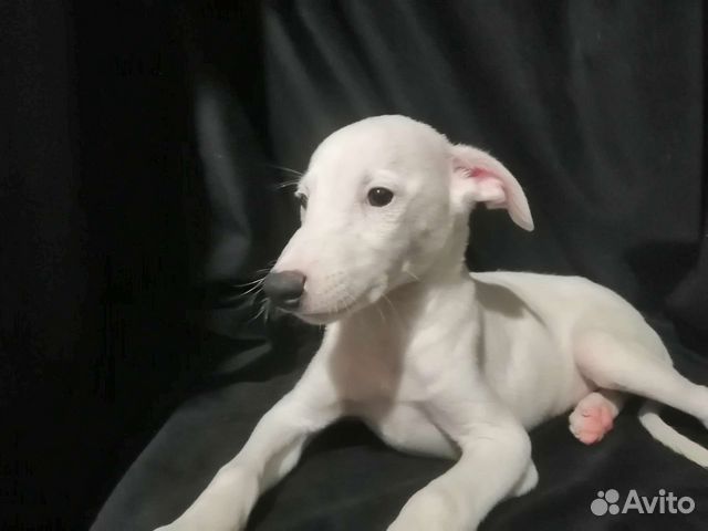 Уиппет шикарный Мальчик