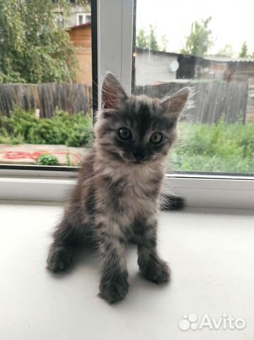 Кошки