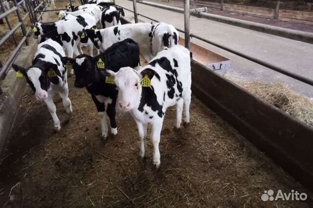 Телята от 1 месяца до 3 месяц