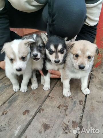 Щенки лайки