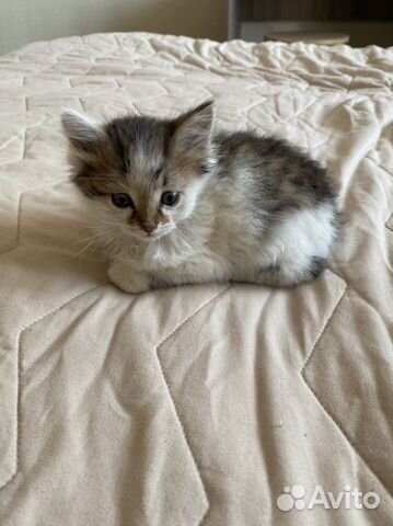 Котики бесплатно в добрые руки