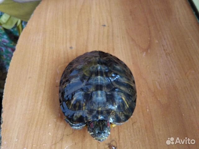 Черепаха морская