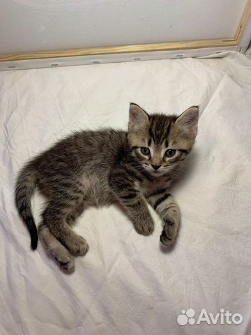 Милый котенок ищет дом. Отдадим в добрые руки