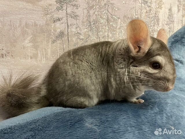 Шиншилла
