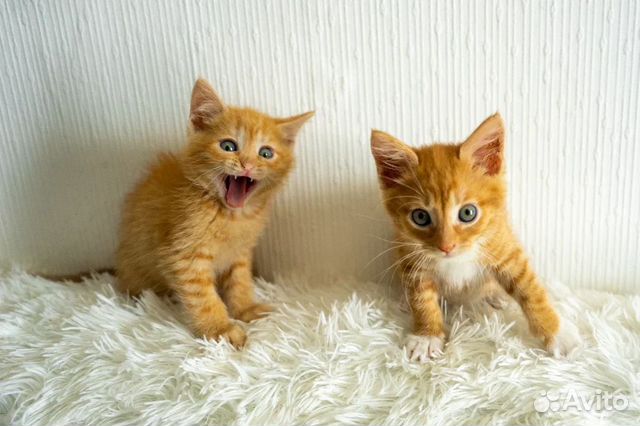 Рыжие котята-хулиганы ищут дом