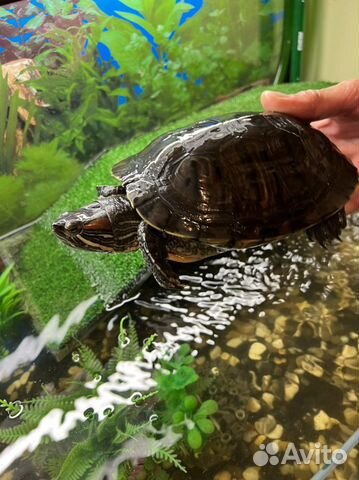 Красноухая черепаха бесплатно