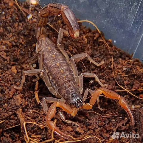 Скорпион Lychas tricarinatus