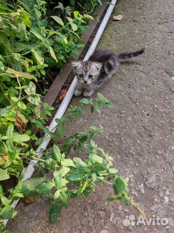 Отдам котенка в добрые руки