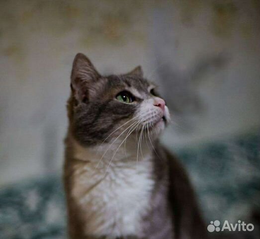 Кот 1 год кастрирован