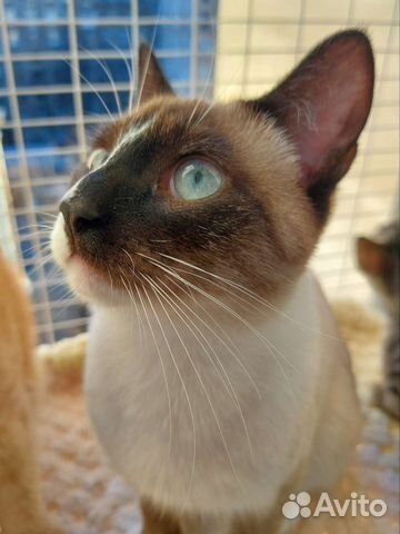 Сиамский котенок