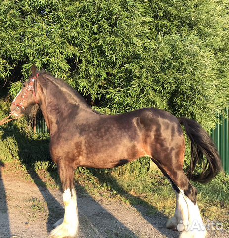 Лошади шайры