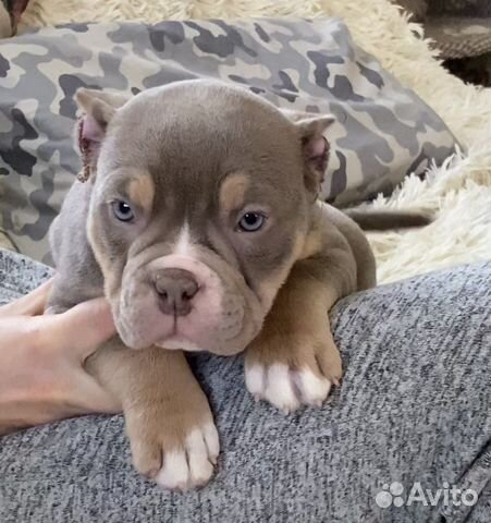 Амкриканский булли - лиловая красавица