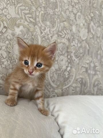 Кошки бесплатно