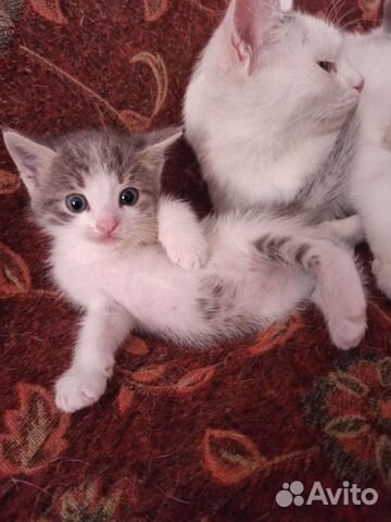 Котёнок девочка 1 мес