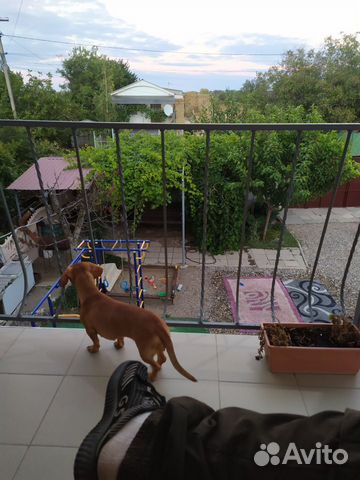 Собаки потеряшки