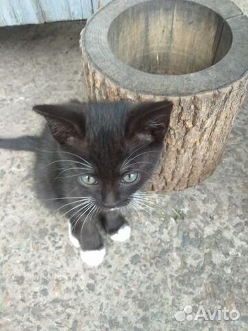 Котята в добоые руки