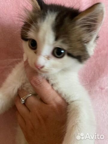 Котёнок-мальчик