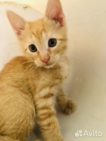 Котенок