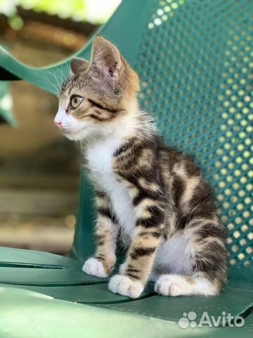 Котята ищут дом
