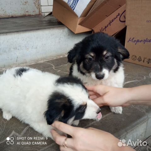 Щенки вырастут небольшимидо 30 см в холке