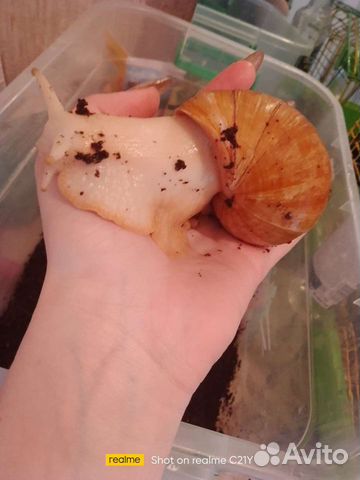 Улитки ахатины бесплатно