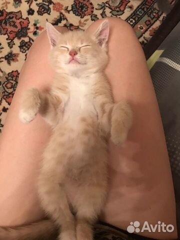 Котик очаровашка