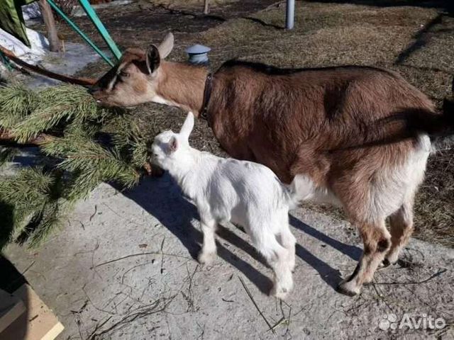Камерунские Карликовые козлятки