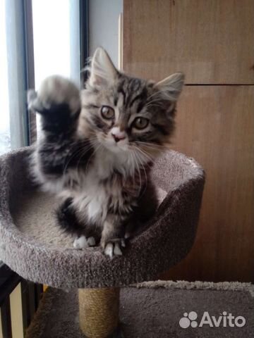 Кошечка метис британца