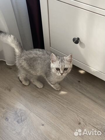 Британский котенок