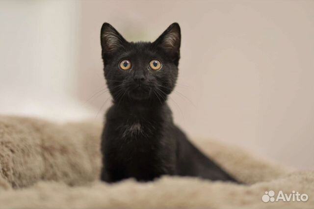 Вас ждет Шаман ка котенок девочка 2,5мес