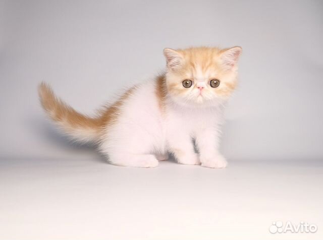 Экзотическая девочка