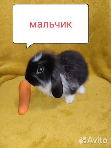 Кролик декоративные мальчик и девочка