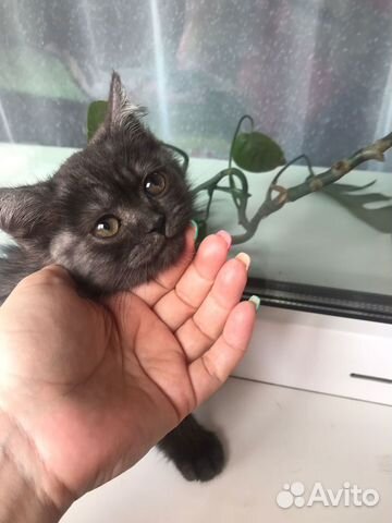 Найден котенок на вид месяца 1.5. Мальчик