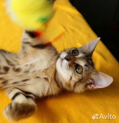 Кнопа- маленький комочек позитива., 3 месяца