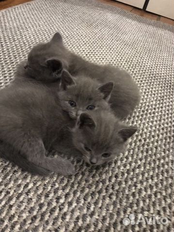 Котята русская голубая
