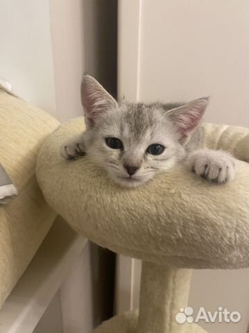 Котенок манчкин нестандарт тикированный