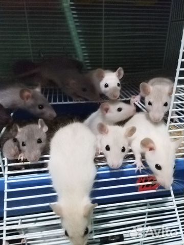 Крысята Дамбо