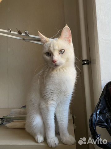 Принцесса Юки в добрые руки