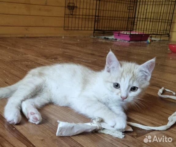 Солнечный котенок Персик 3 месяца в дар