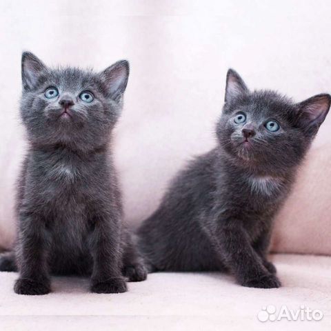 Серые котятки в добрые руки