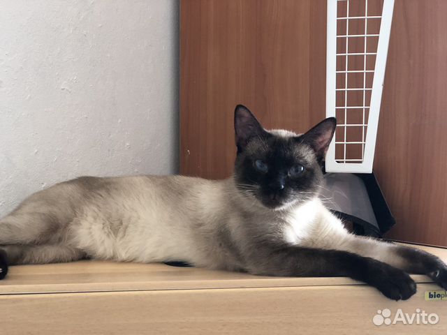 Василий ищет дом